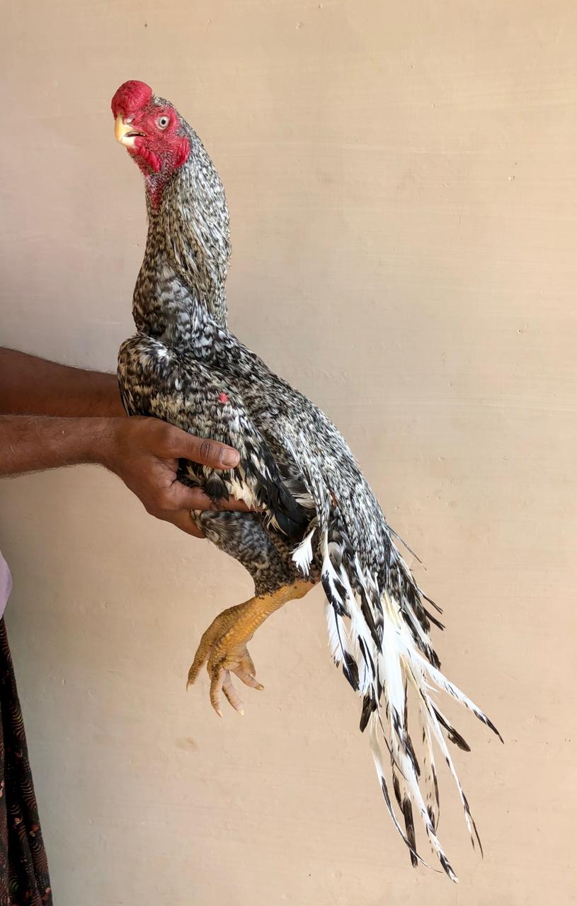 Parrot Beak Aseel: A Complete Guide to This Unique and Majestic Chicken ...